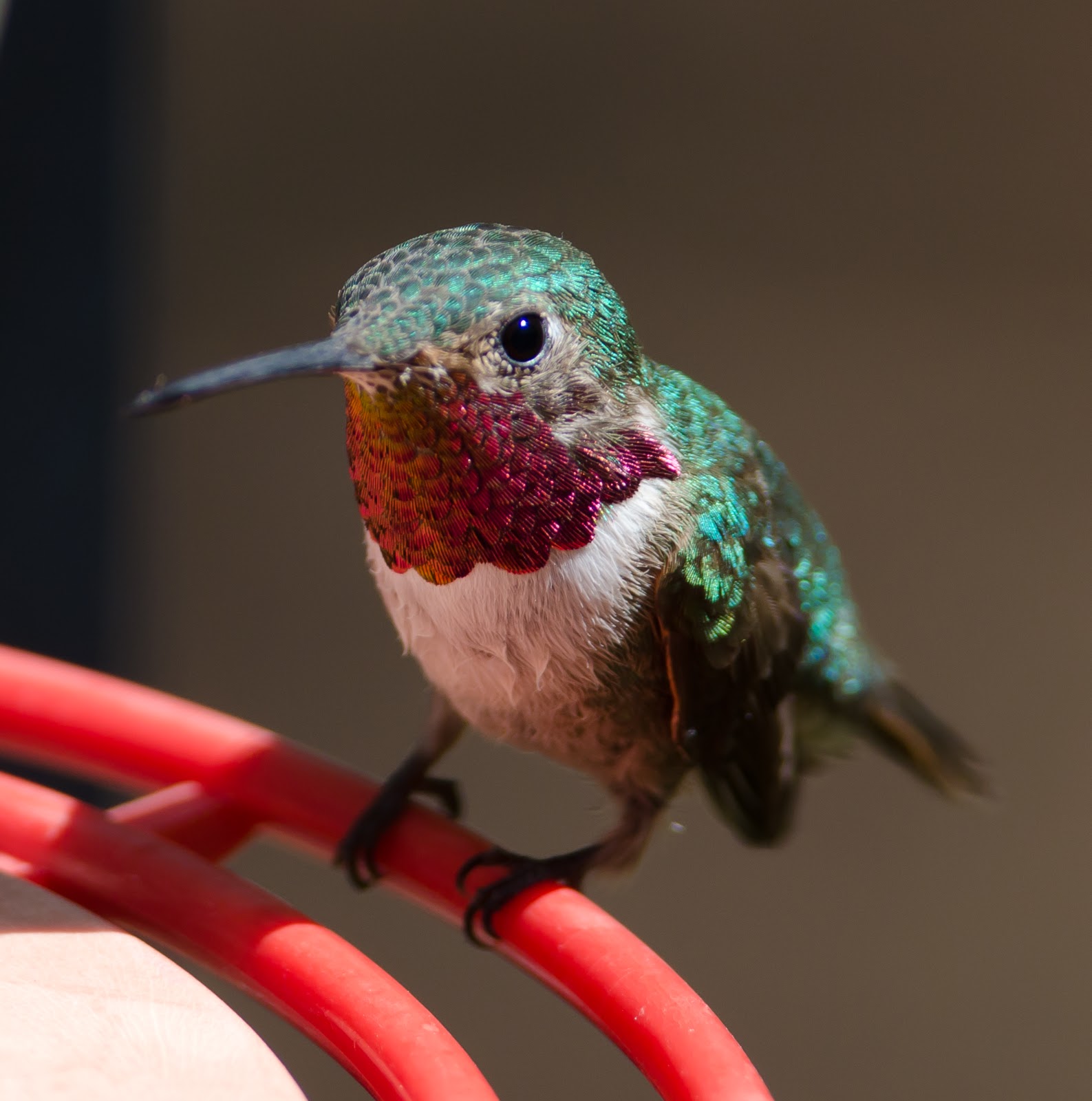 Gordon's Birding Adventures: A Big Day -- 8 June 2013