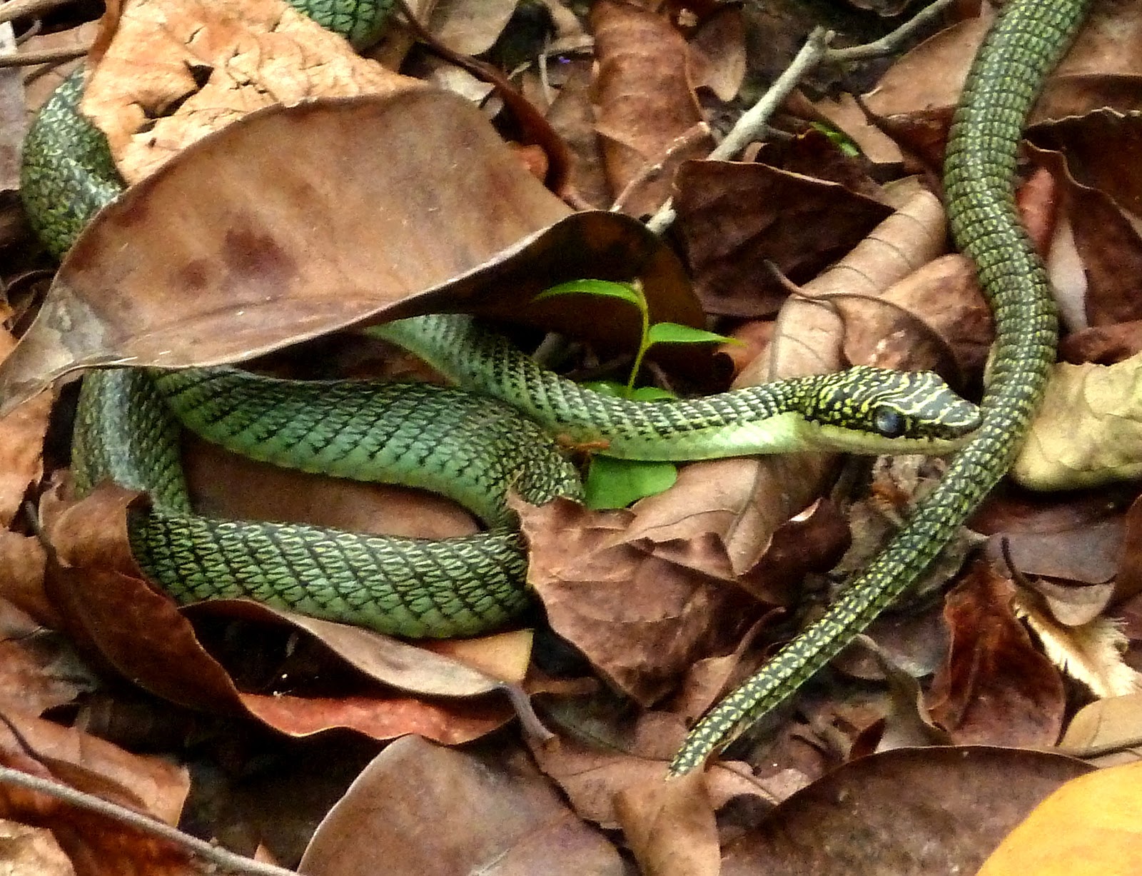 Macrophoto plaisir passion: Chrysopelea ornata, serpent volant asiatique