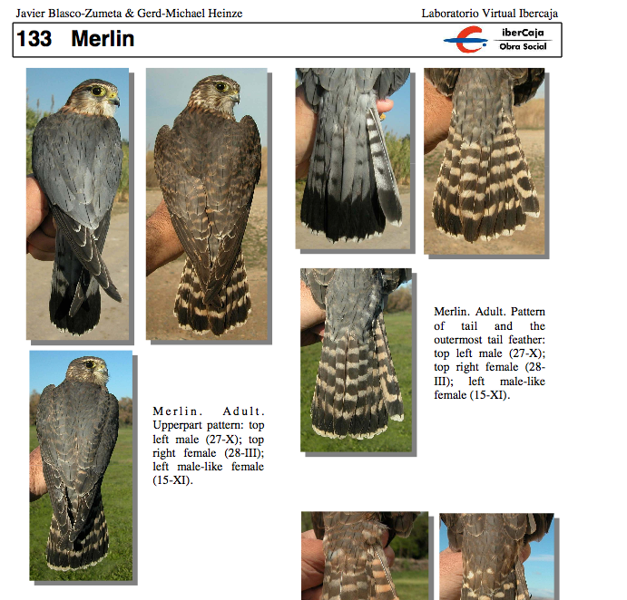 Weedon's World of Nature: Merlin sex mystery