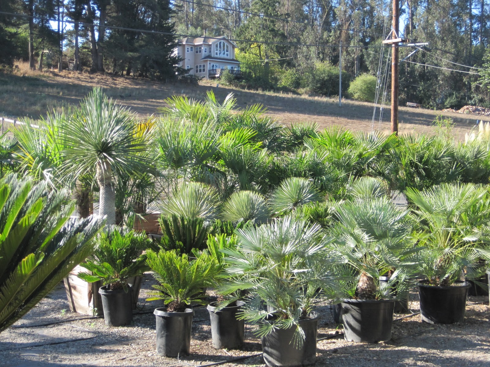 Project Gallery: Multiple Palm Varieties