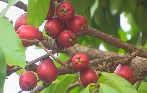 JAMBO-VERMELHO…!!! - Blogolista.com