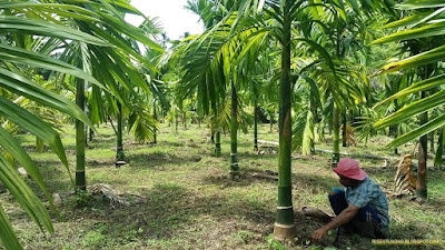 Cara Budidaya Pohon Pinang Secara Intensif - Memajukan Desa
