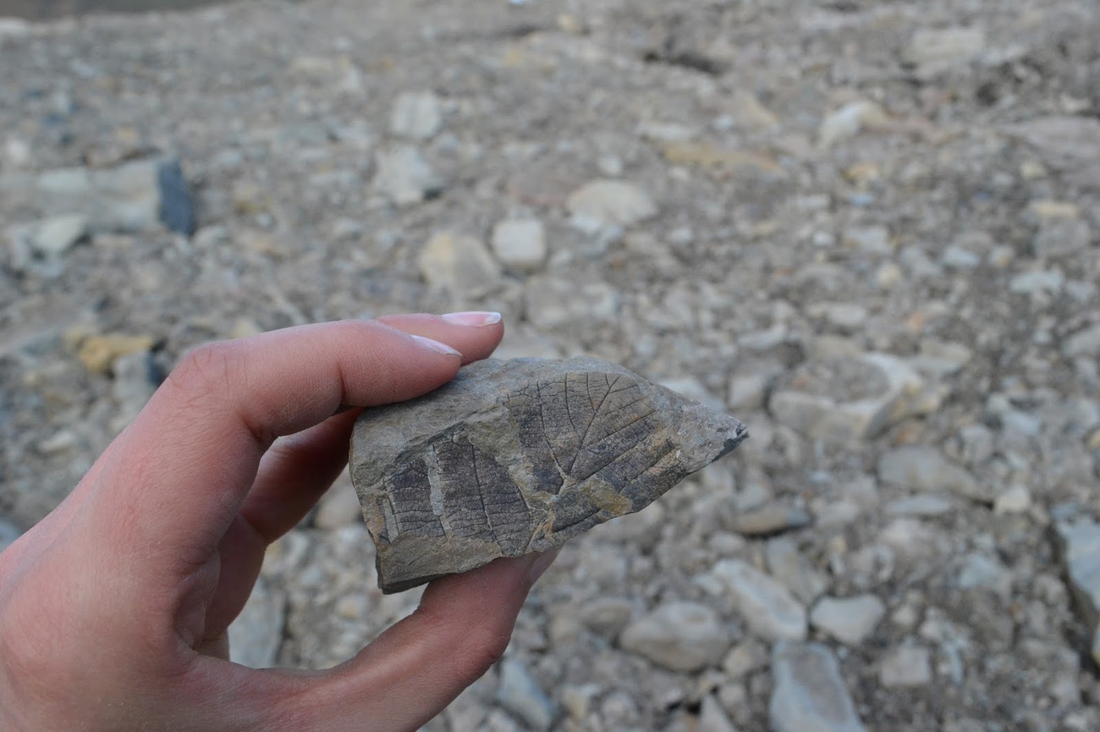 Travel Log, my stories around the world : Svalbard: Hike to ...