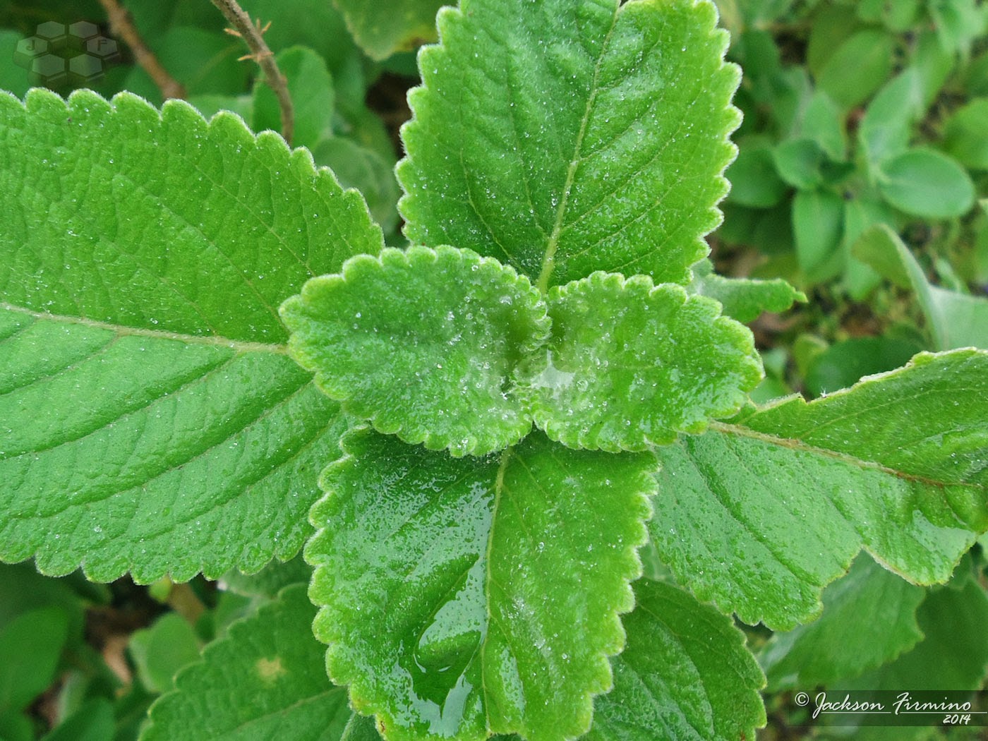Predador de Imagens: Boldo do Chile (Peumus boldus)