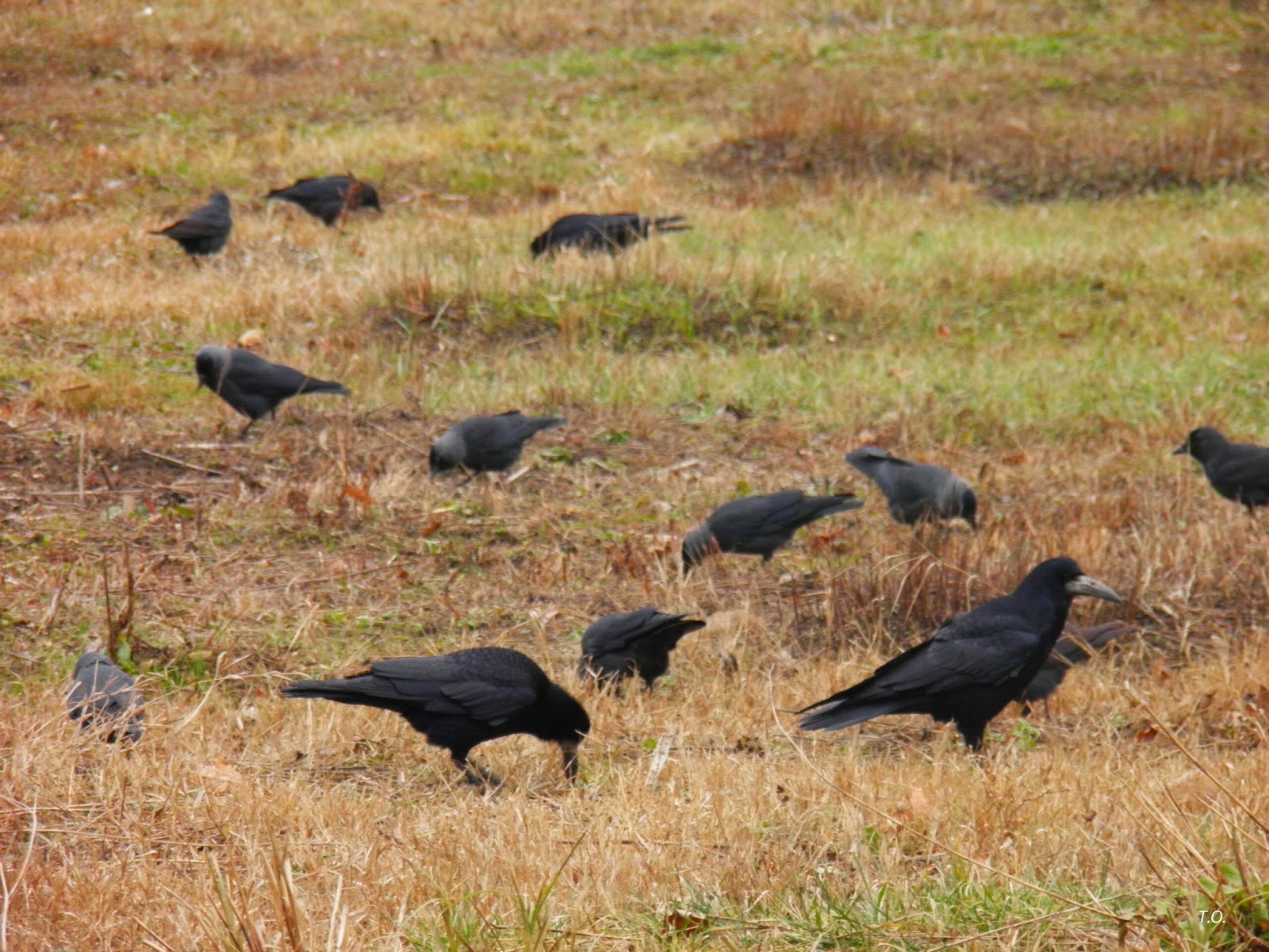 PASARI DIN ROMANIA: STANCUTA, Corvus monedula