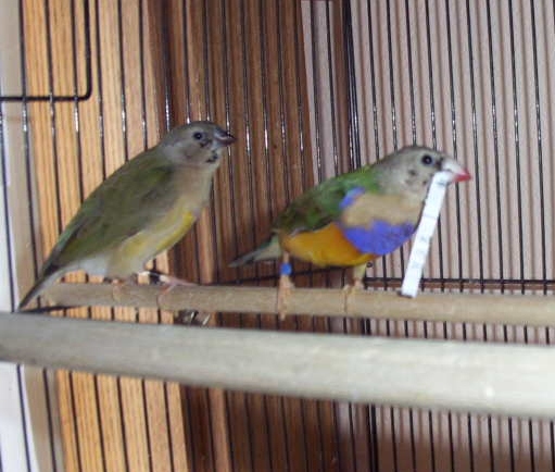 The Splendid Bourke Bird Blog: Raising Lady Gouldian Finches