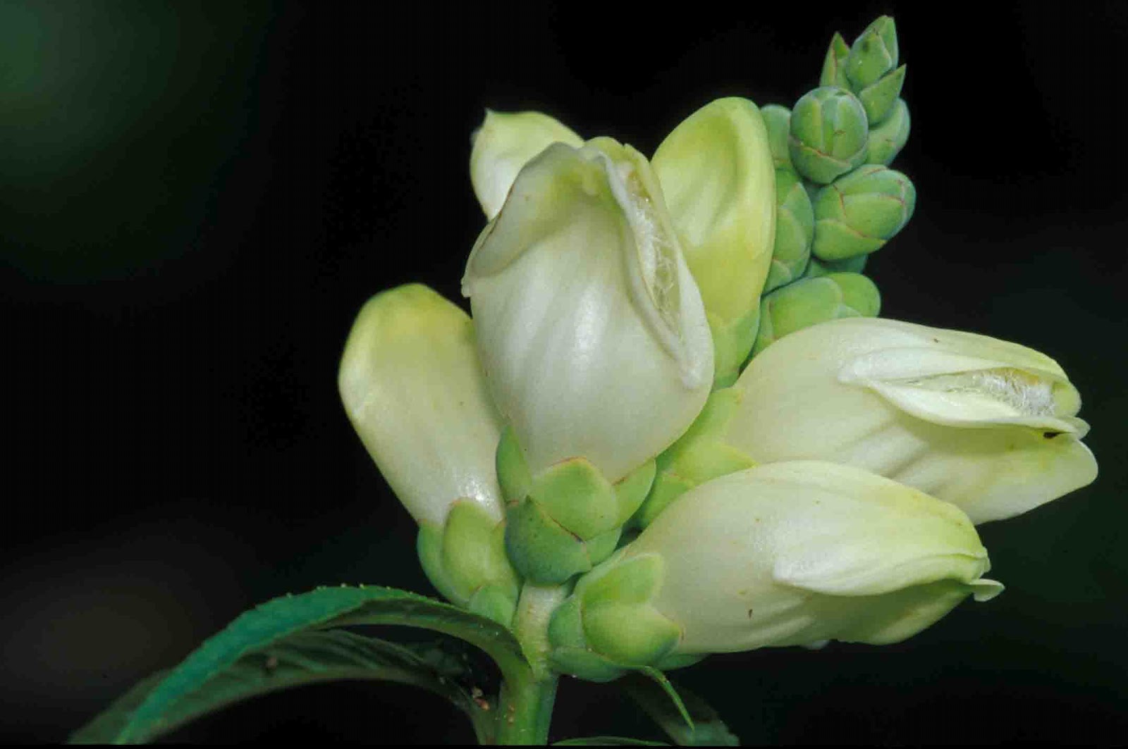 Kentucky Native Plant and Wildlife: Plant of the Week: White Turtlehead ...