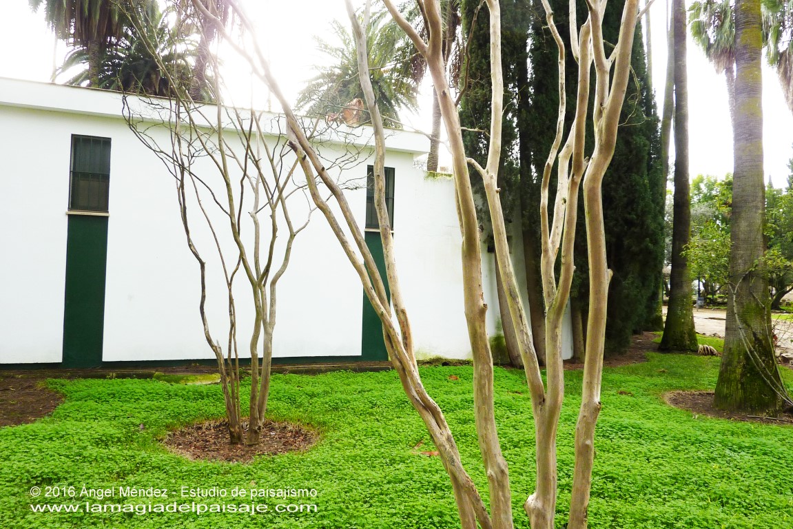 LAGERSTROEMIA INDICA o ÁRBOL DE JÚPITER, expresiva desnudez