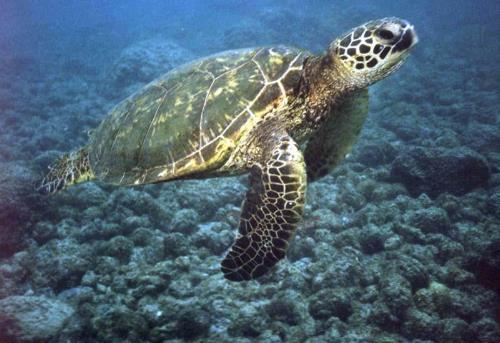 Fenomena-Fenomena: Foto-foto Penyu (Sea Turtle)