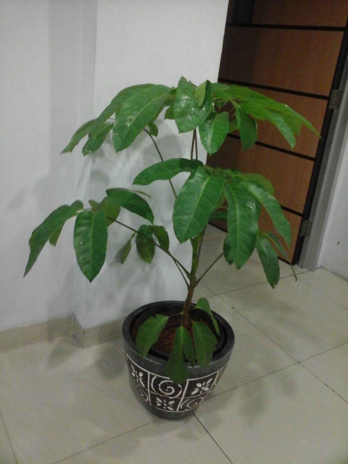 DAFTAR HARGA TANAMAN: Walisongo daun lebar untuk tanaman indoor