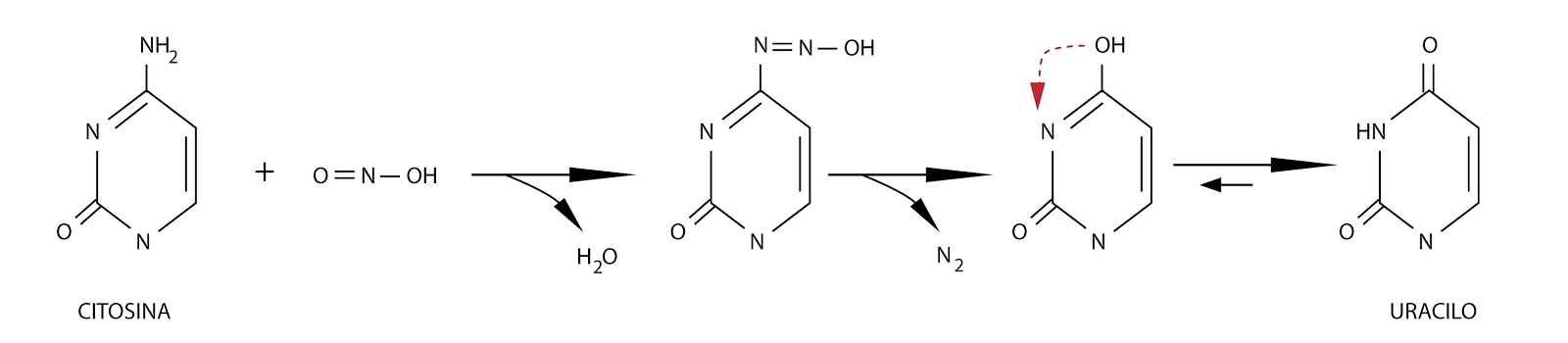 el moderno prometeo: Mutaciones: Agentes Mutágenos