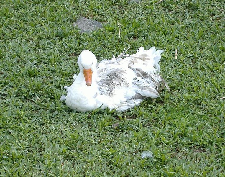 Breed Savers: Sebastopol Geese - The Goose With a Curly "Perm"