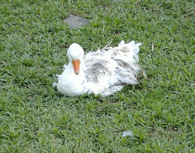 Breed Savers: Sebastopol Geese - The Goose With a Curly "Perm"