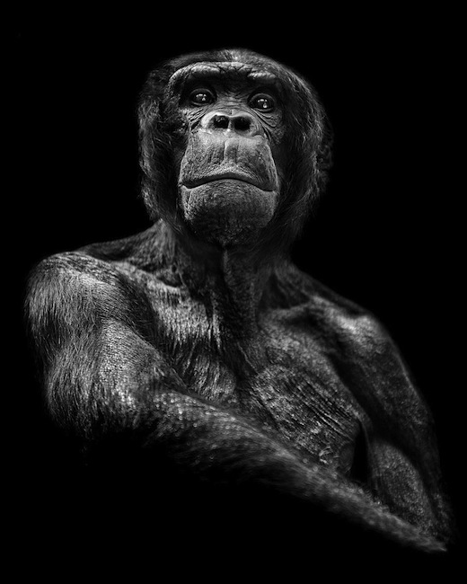 These mesmerizing portraits show just how similar humans are to apes