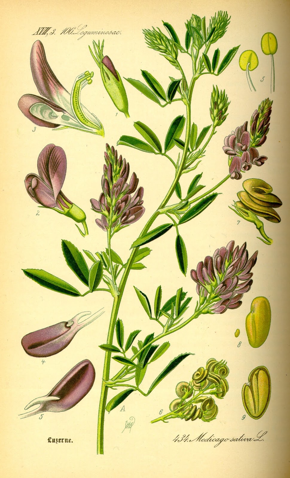 FITOMOR: ALFAFA - LUZERNA - Medicago sativa
