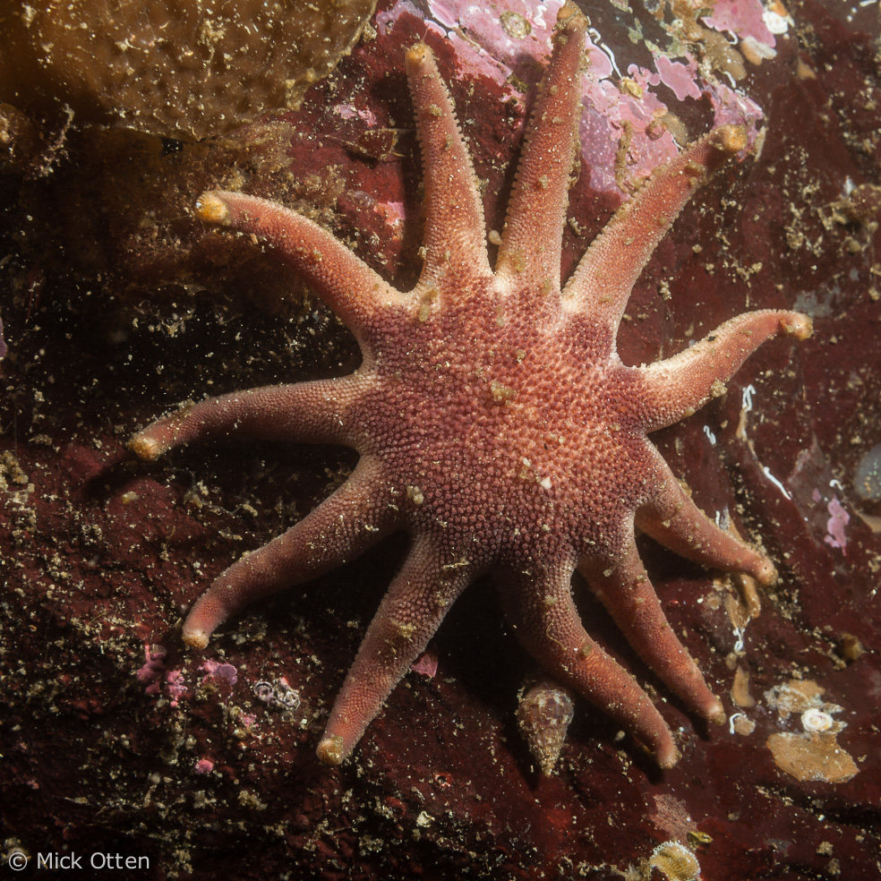 Mick's marine biology: Sea stars of Vancouver Island - part 1