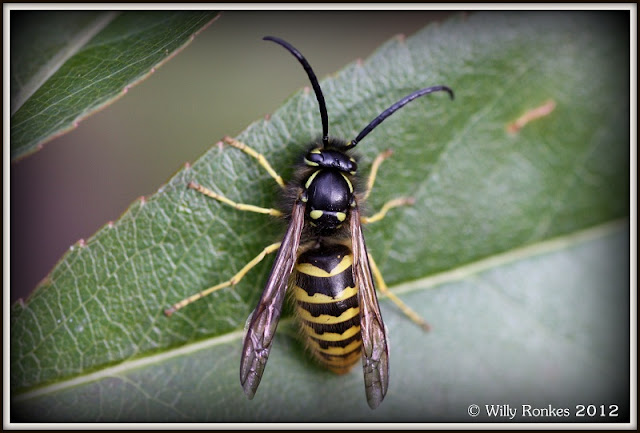 INSECTENWERELD: Gewone wesp