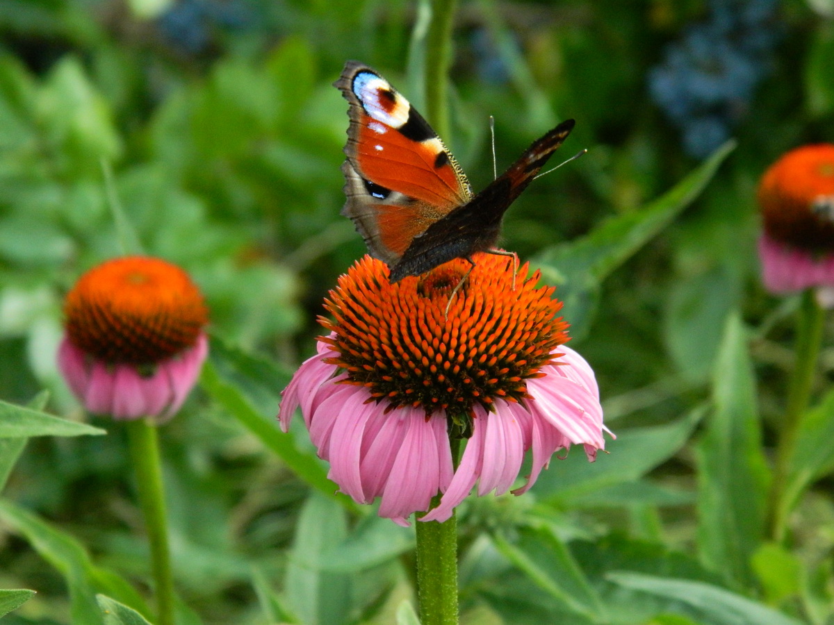 LA MULTI ANI, ROMANIA!: Fluture cu patru "ochi"