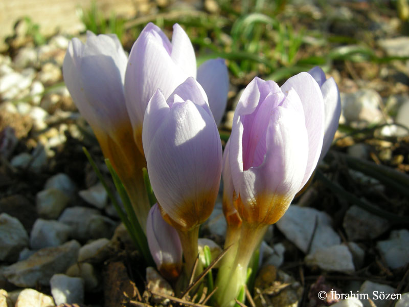 The Country Of Crocuses: Crocus rujanensis