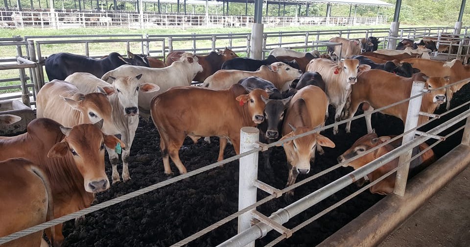 Lembu, Kerbau, Kambing & Bebiri Hidup - Harbour Malaysia Group HMG2U