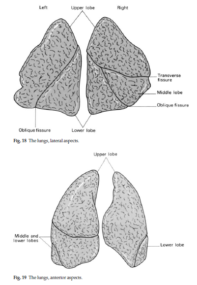 Understanding the Clinical Guide to Anatomy