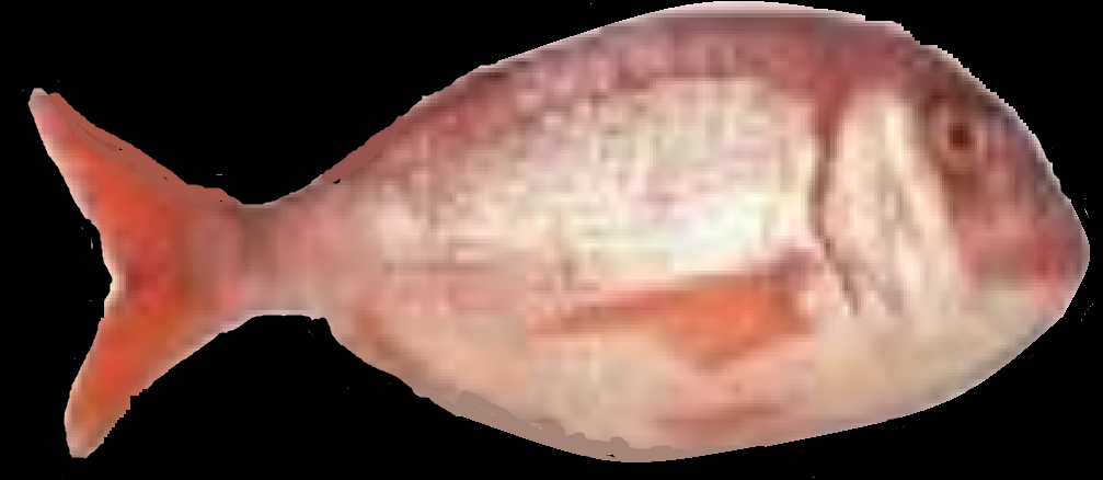 MUNDO ANIMAL VIRTUAL ECA: CYMOTHOA EXIGUA: el horripilante parásito que ...