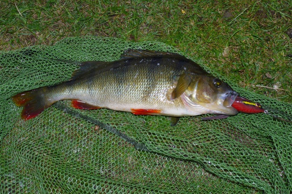 The Scruffy Piker: Zander, Perch & Bass Gallery