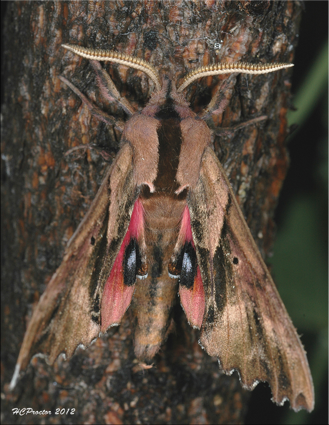 The Home Bug Garden: International Moth Week: Blinded Sphinx