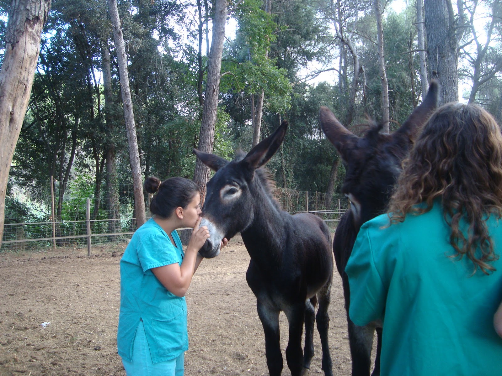 CATALONIAN DONKEYS' REPRODUCTION AT AUTONOMOUS UNIVERSITY OF BARCELONA ...