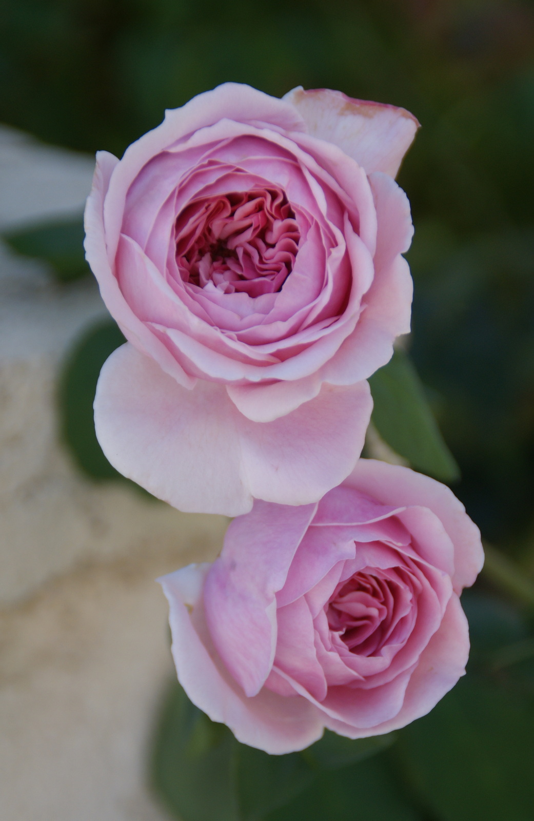 Organic Garden Dreams: July Roses