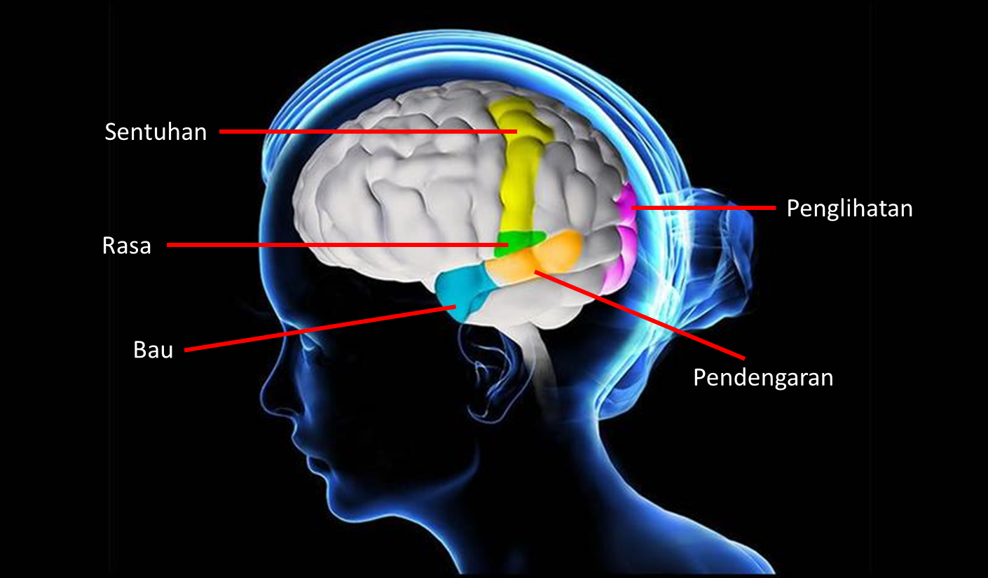 5 DERIA DAN BAGAIMANA IA BEKERJA