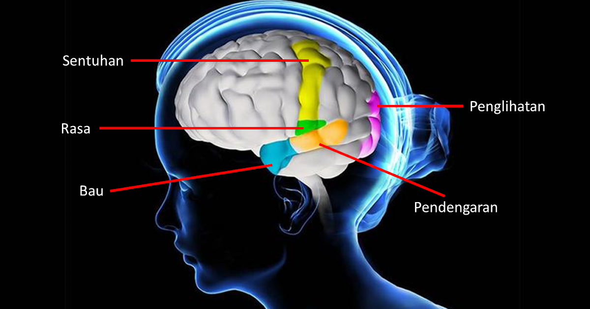 5 DERIA DAN BAGAIMANA IA BEKERJA