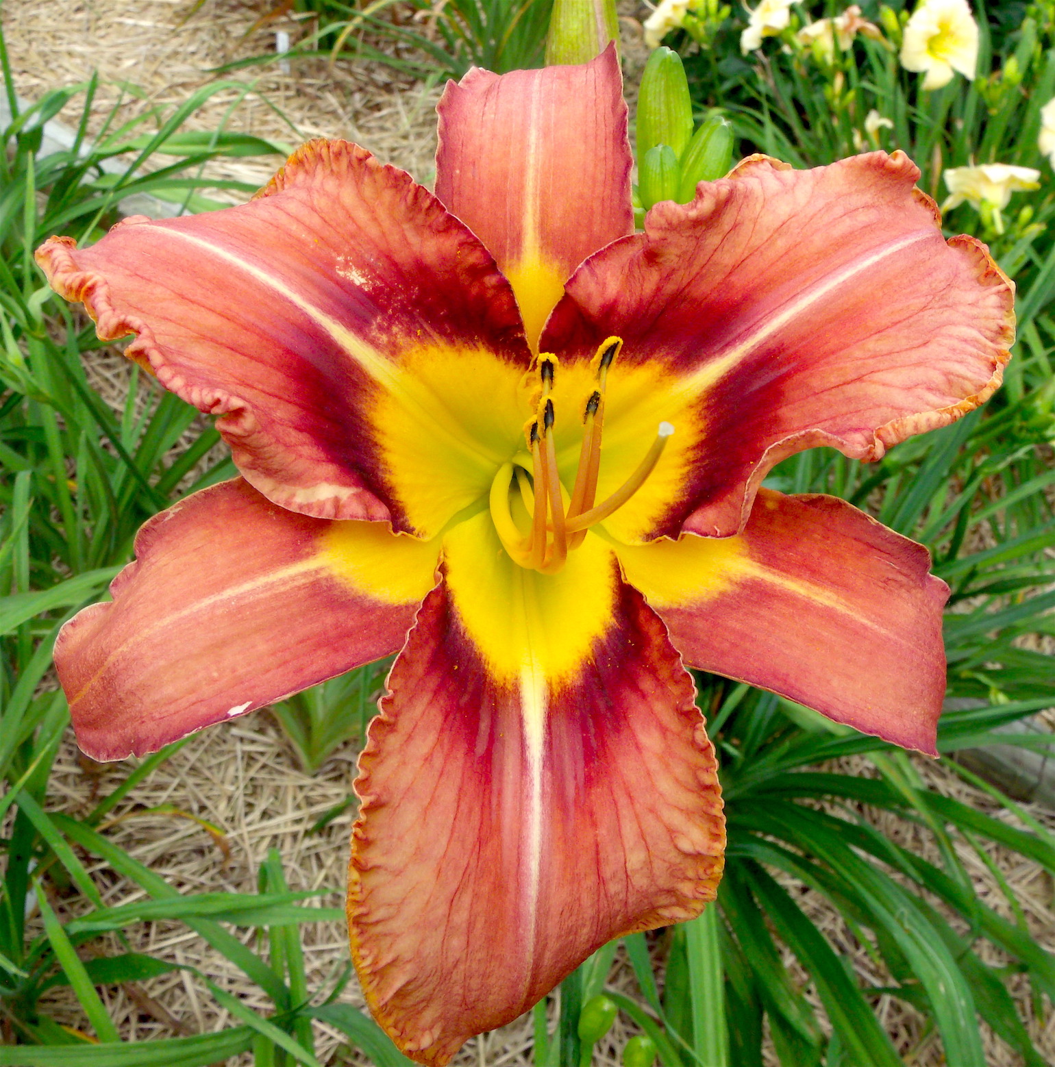 Daylily BReeder Blog: The Spice Must Flow