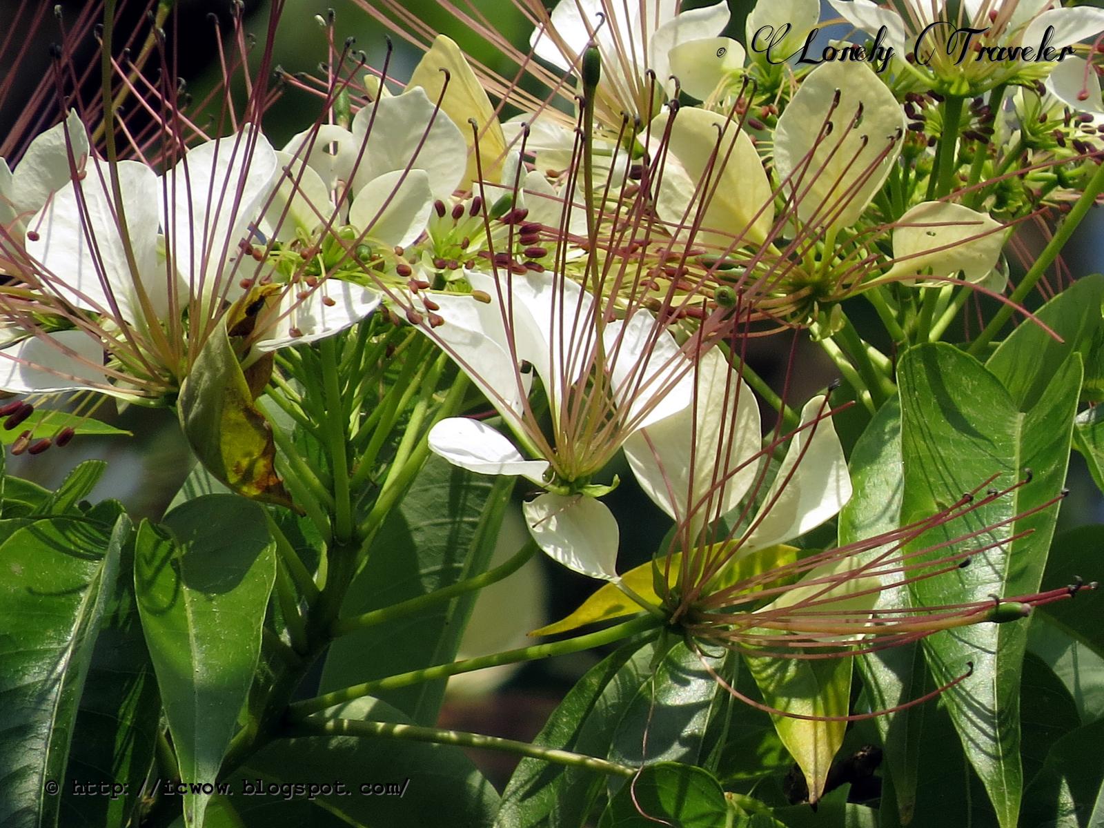 Temple plant - Crataeva religiosa