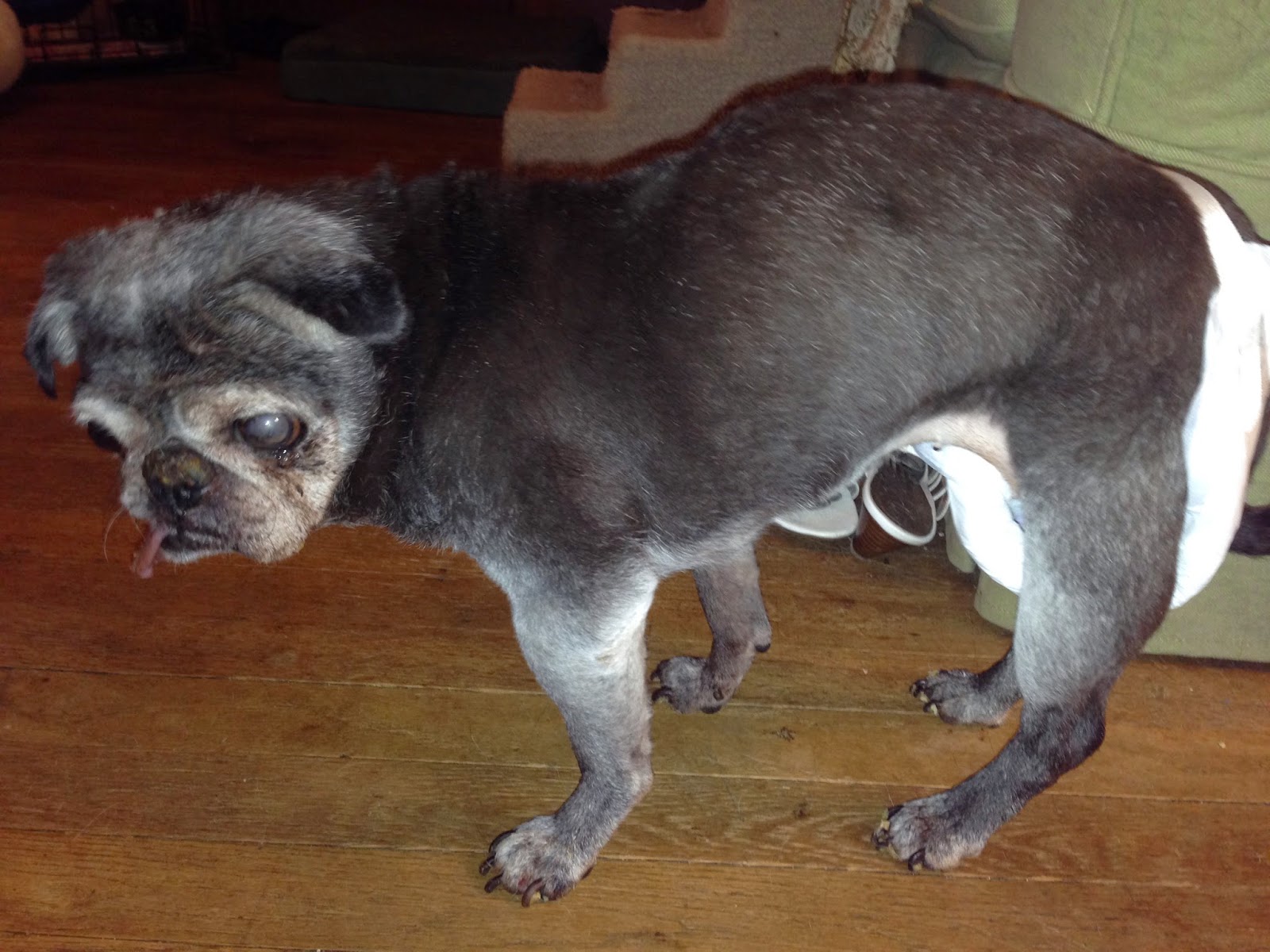 Southern Fried Pugs: Mast cell cancer