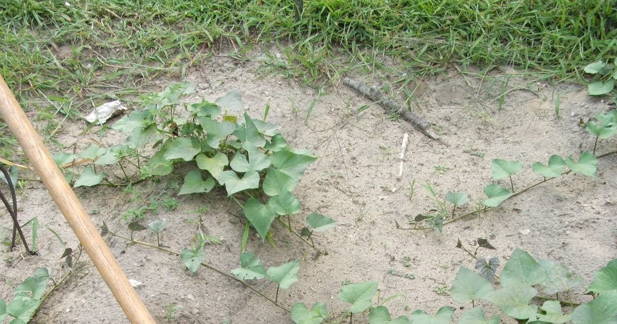 God's Growing Garden: The Weed Hacker