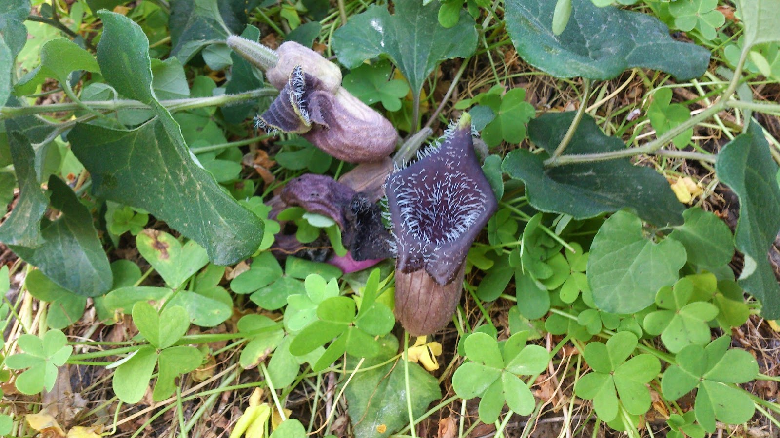 ALGIEBA EN MEDITERRANNEE: Que devient Algieba