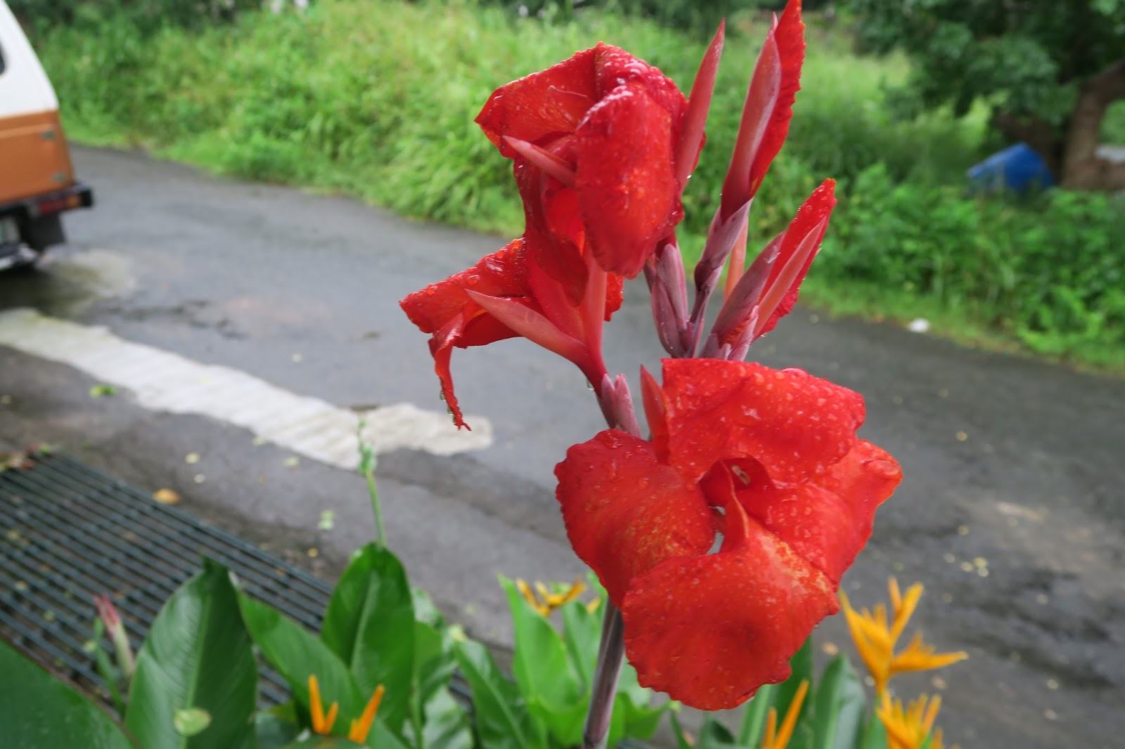 Kleyns In The Philippines: * Flowers (Mga Bulaklak) 2