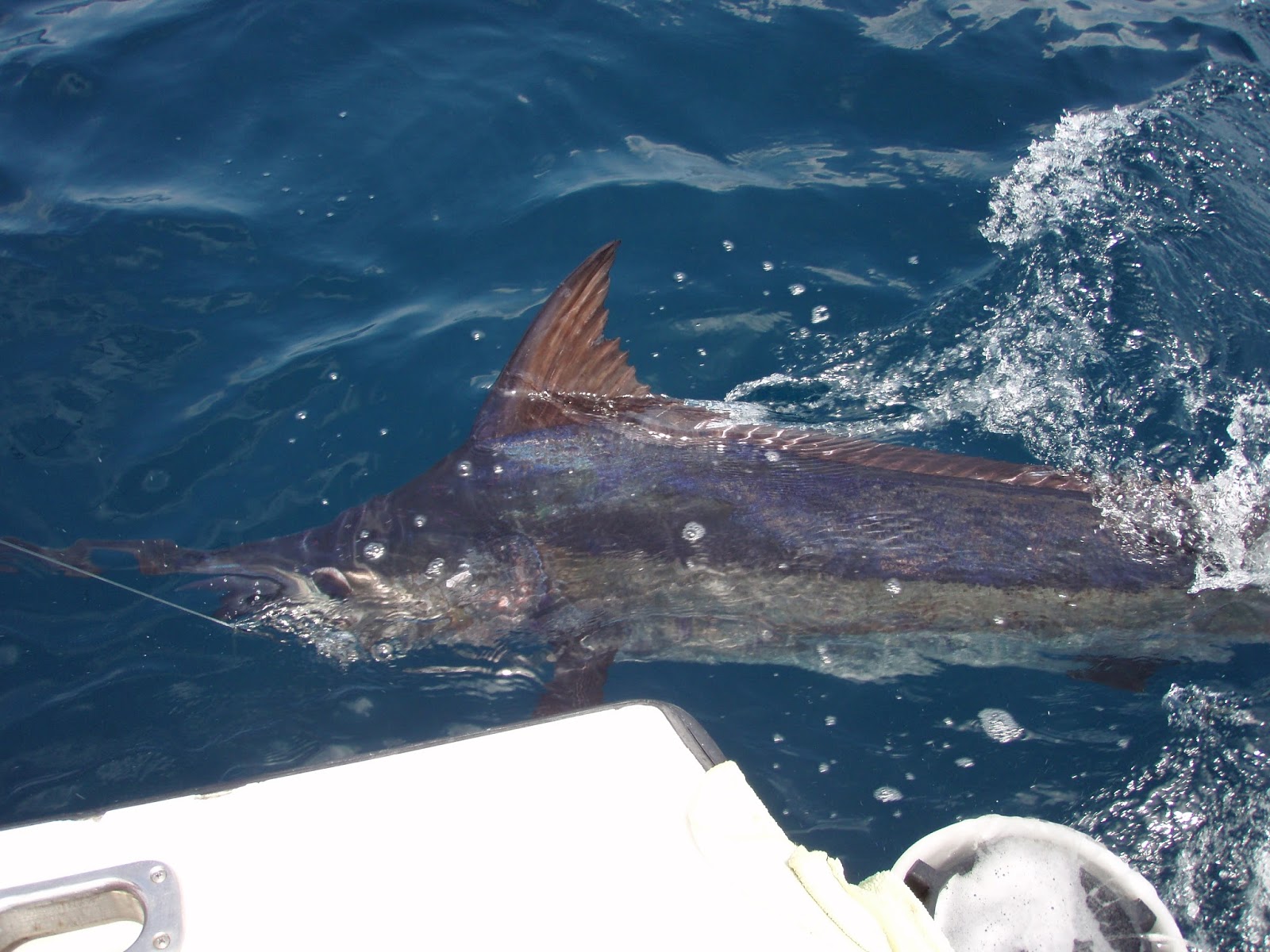 Mondo Pesca News: MAURITIUS: i marlin blu e neri