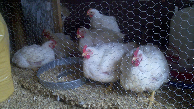 Ramblings of a Redneck Mommy: How to Process Chickens at Home