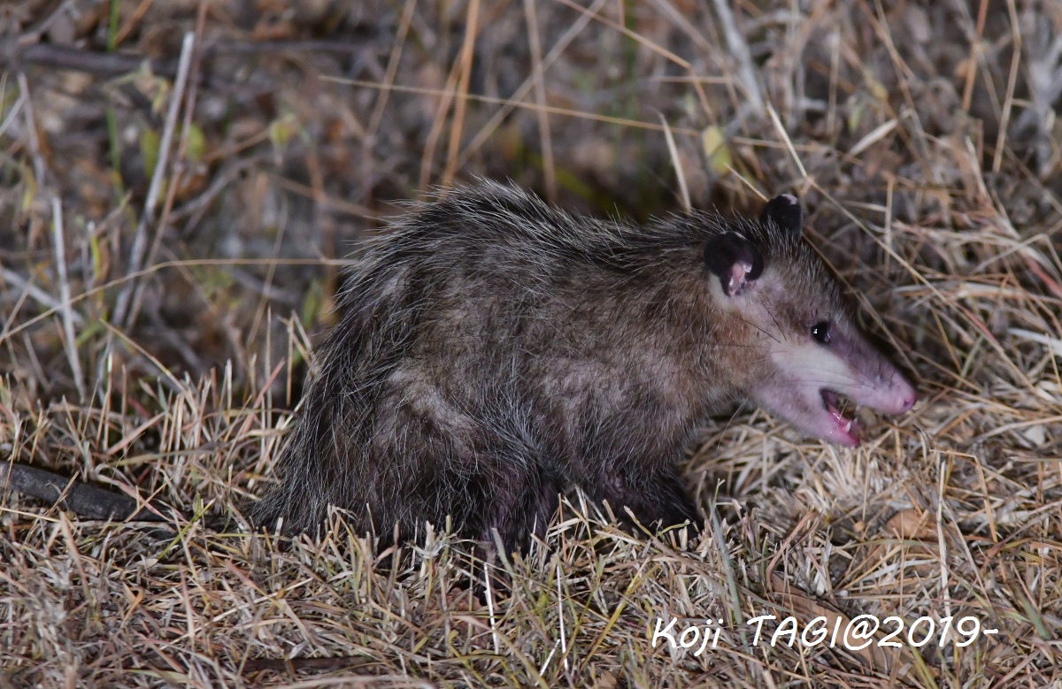 Bird Watching in Japan & Asia: Wildlife in Costa Rica (February 3-14 2019)