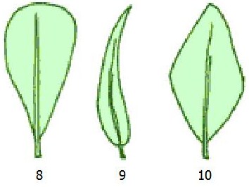 Les Petites Herbes: Éléments de botanique