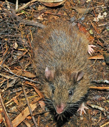 Make It Davao: Hamiguitan Batomys