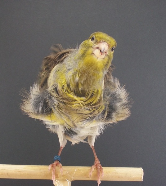 LOS CANARIOS DE POSTURA: Canarios Rizados (1)