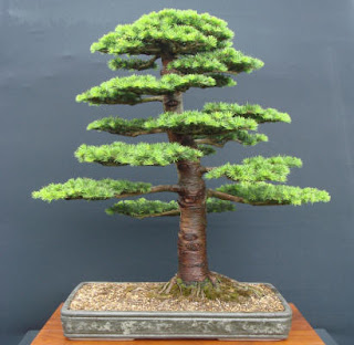 Cedar Bonsai Trees - About Bonsai