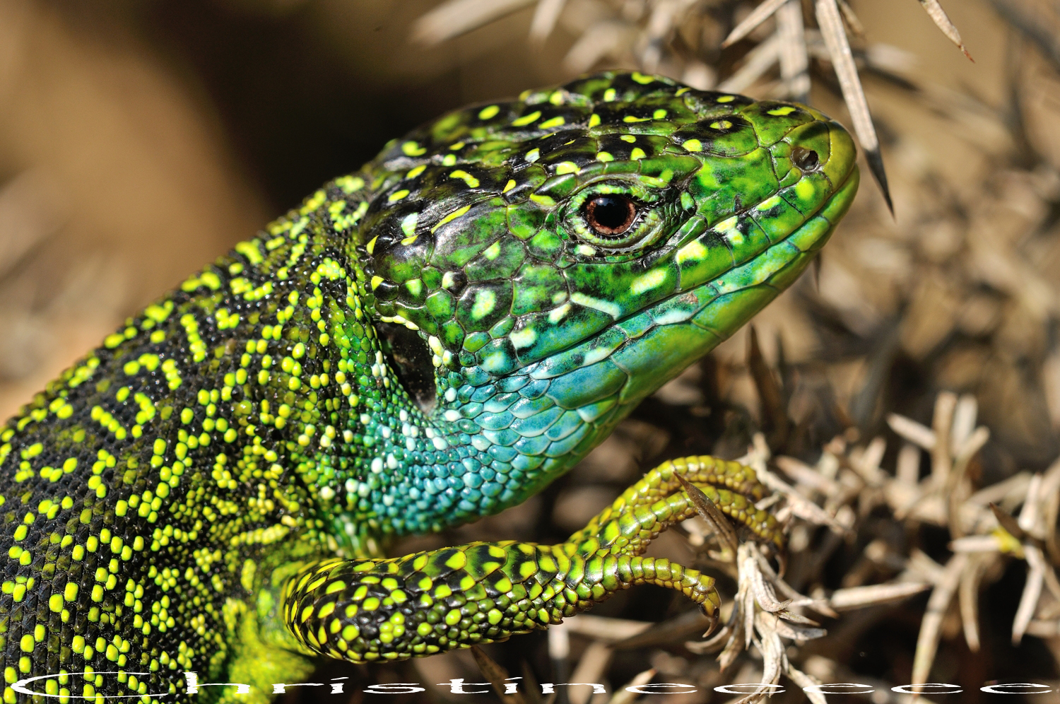 L'ardoise magique: LE LEZARD VERT