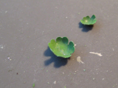 Studio E: Ivy Leaf Geraniums -tutorial