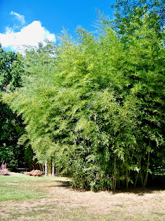 Bill's Big Bamboo: A GARDEN TOUR