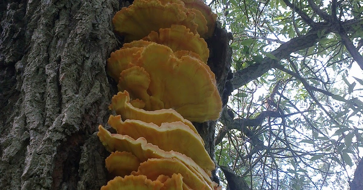 Sárga gévagomba - Fűzfa taplógomba - KatBo Réka