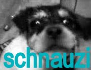 NOBLE GALGO: "POTRO, PERRO FAMÉLICO".